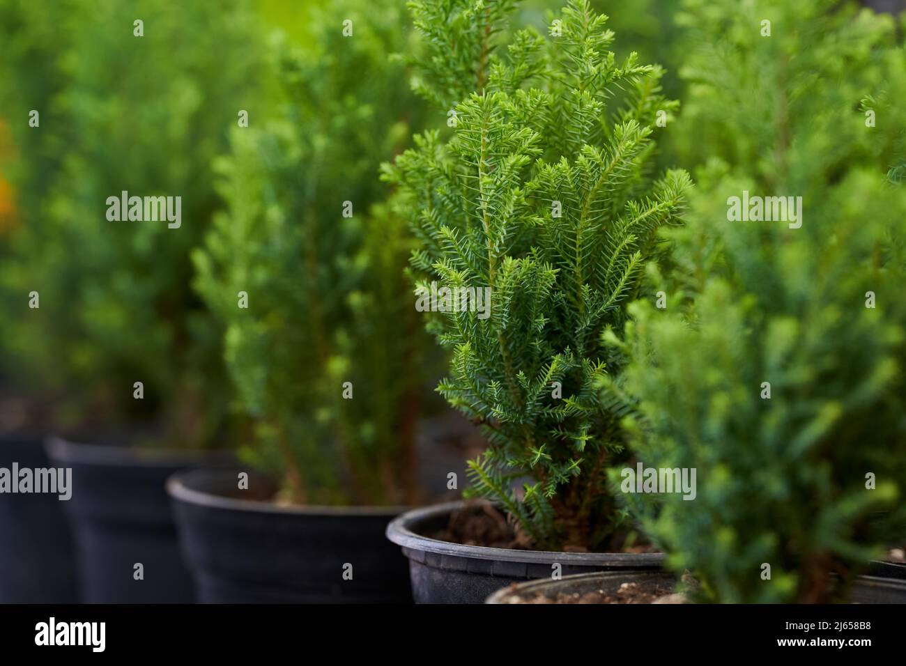 Potted pine trees as ornamental plants in the florist shop Stock Photo ...
