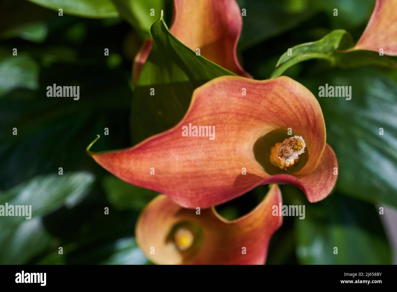 Closeup from above of red Calla flowers Stock Photo - Alamy