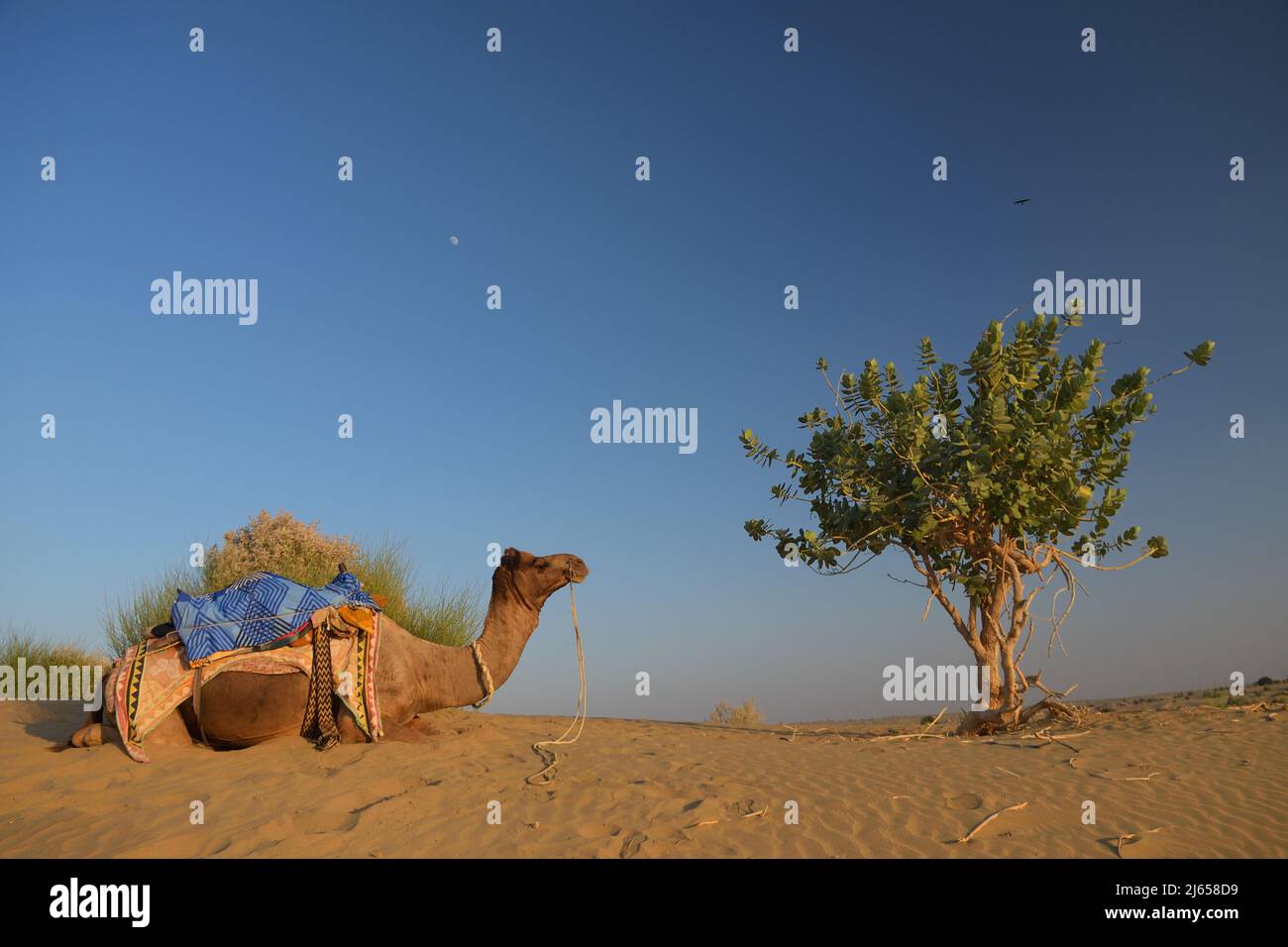 camel at desert Stock Photo - Alamy