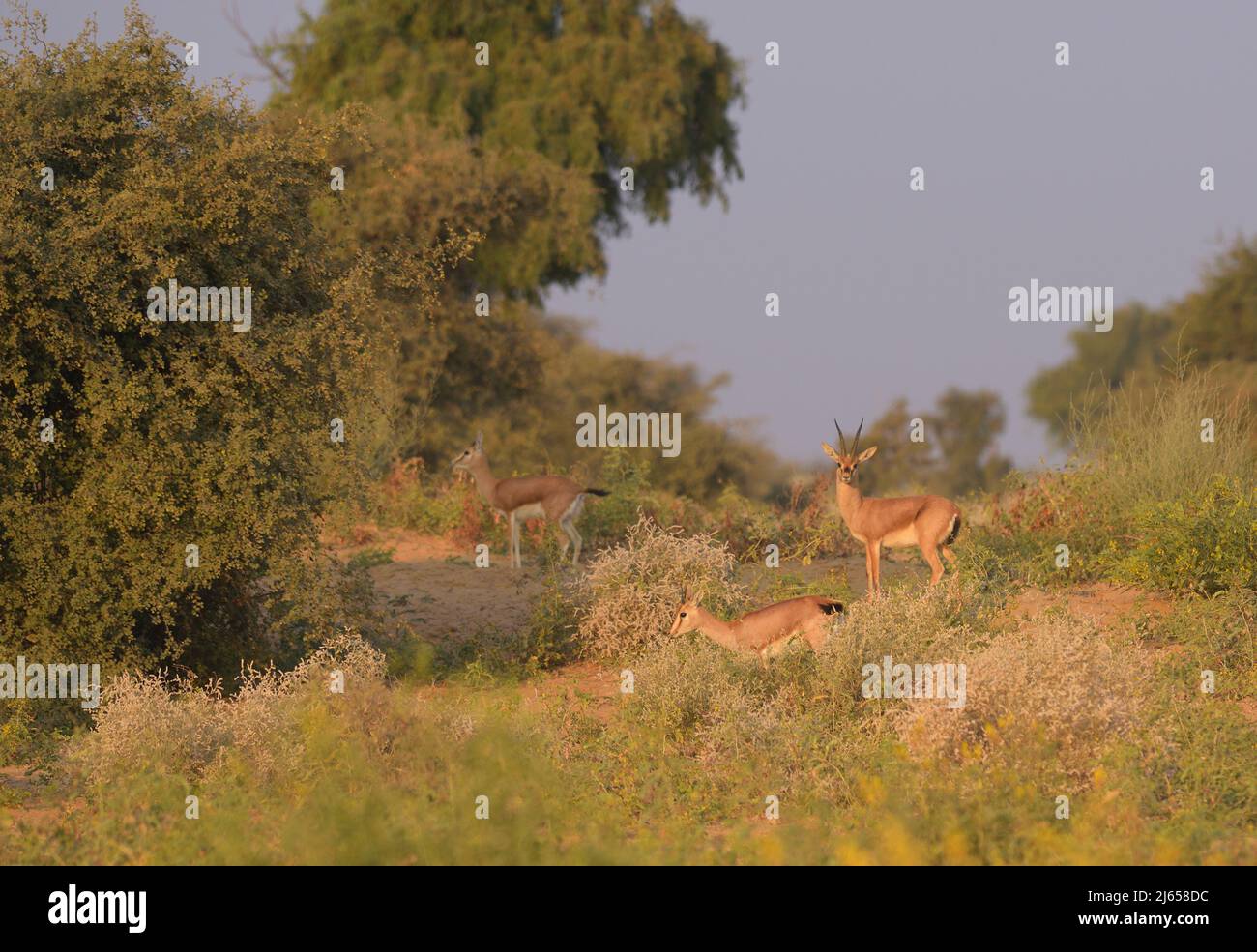 Chinkara, Indian Gazalle Stock Photo - Alamy