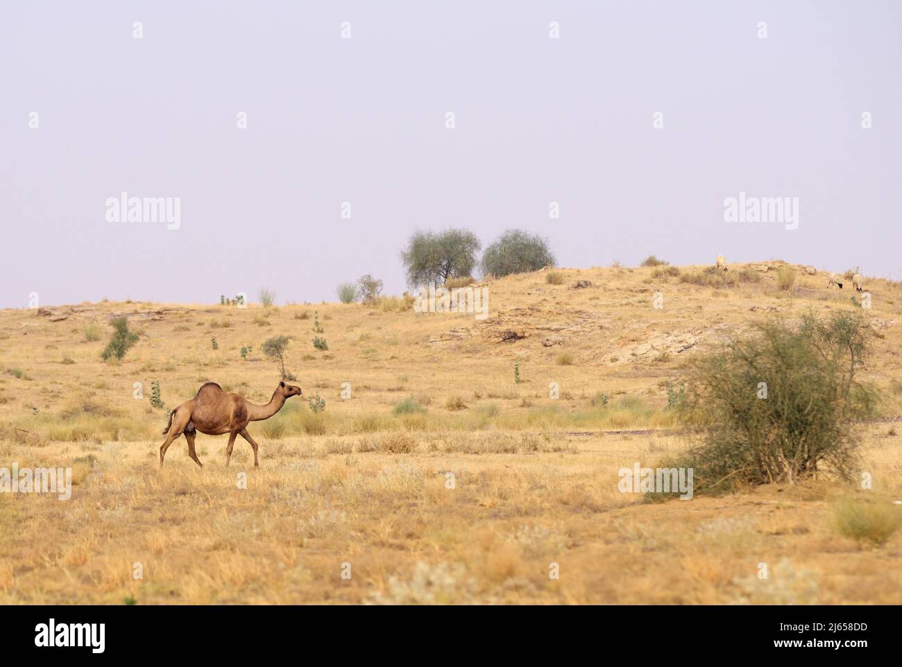 Camel in desert Stock Photo - Alamy
