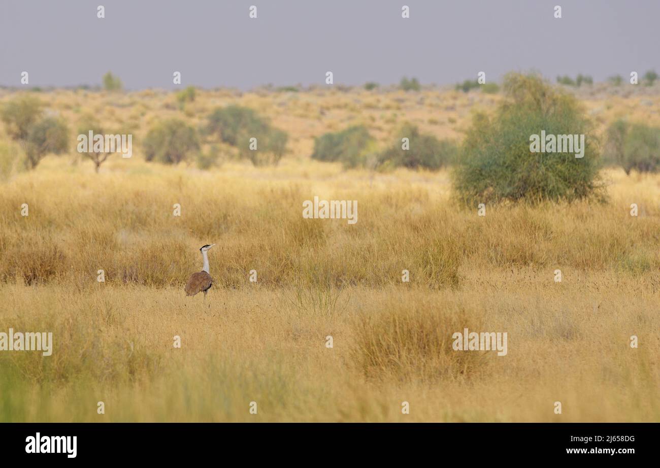 Great Indian Bustard in Natural Habitat Stock Photo - Alamy
