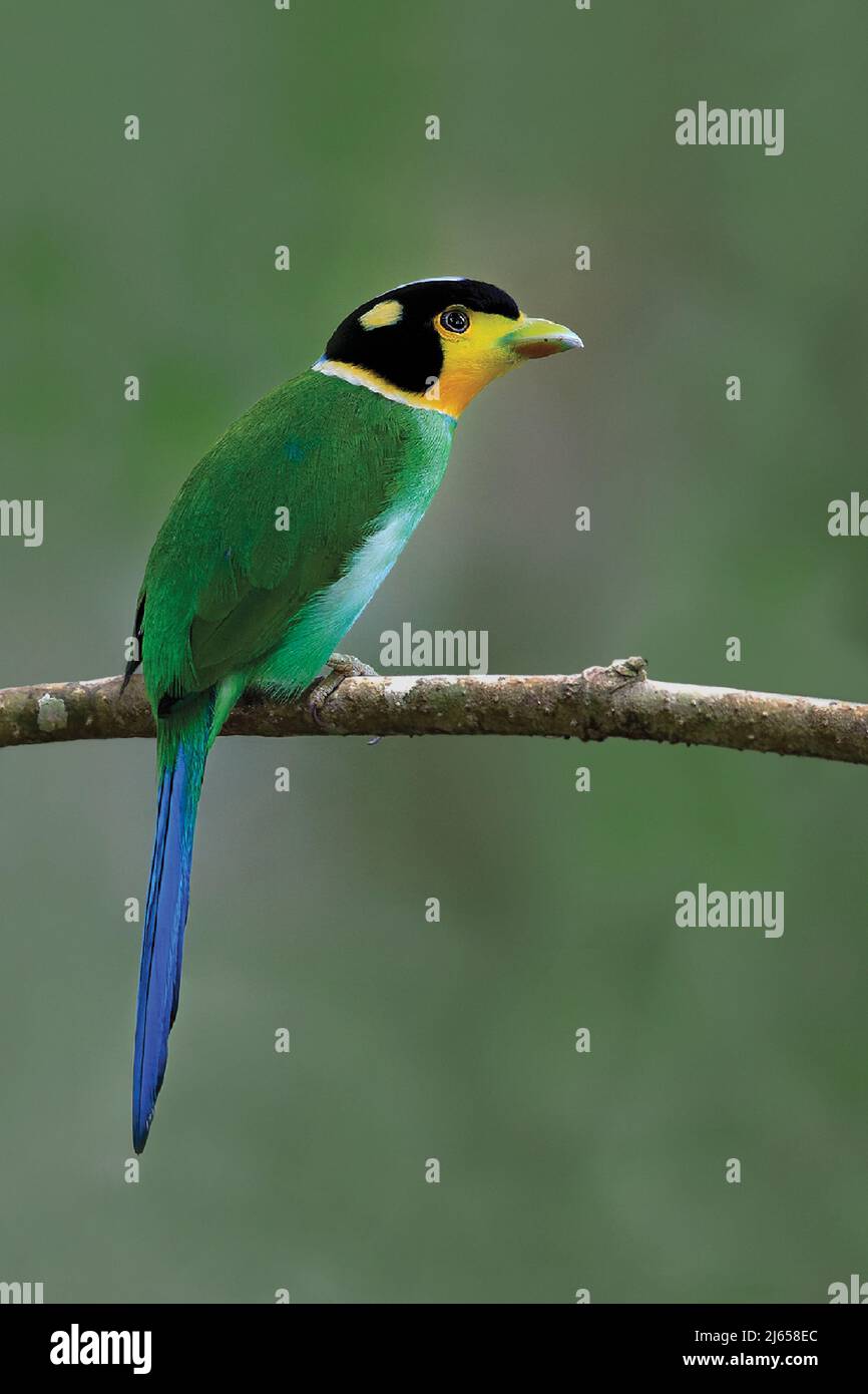 Beautiful broadbill hi-res stock photography and images - Alamy