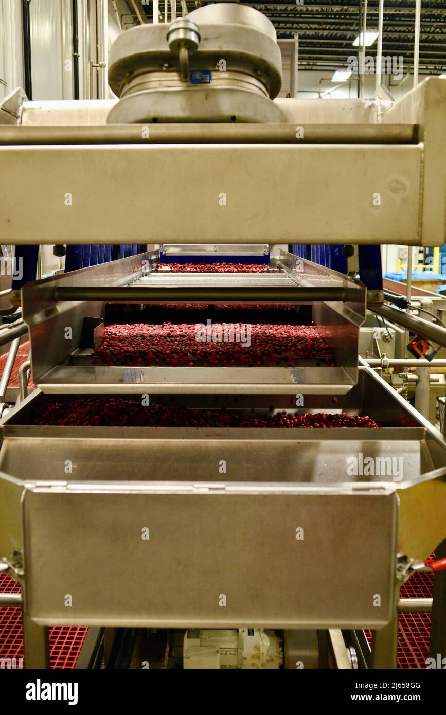 Processing of cranberries at the modern and state-of-the-art Ocean ...