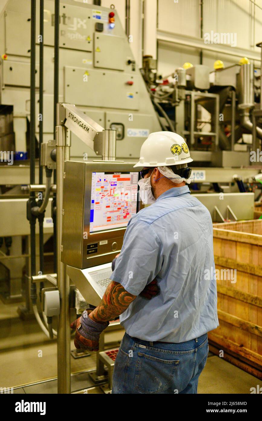 Processing of cranberries at the modern and state-of-the-art Ocean ...