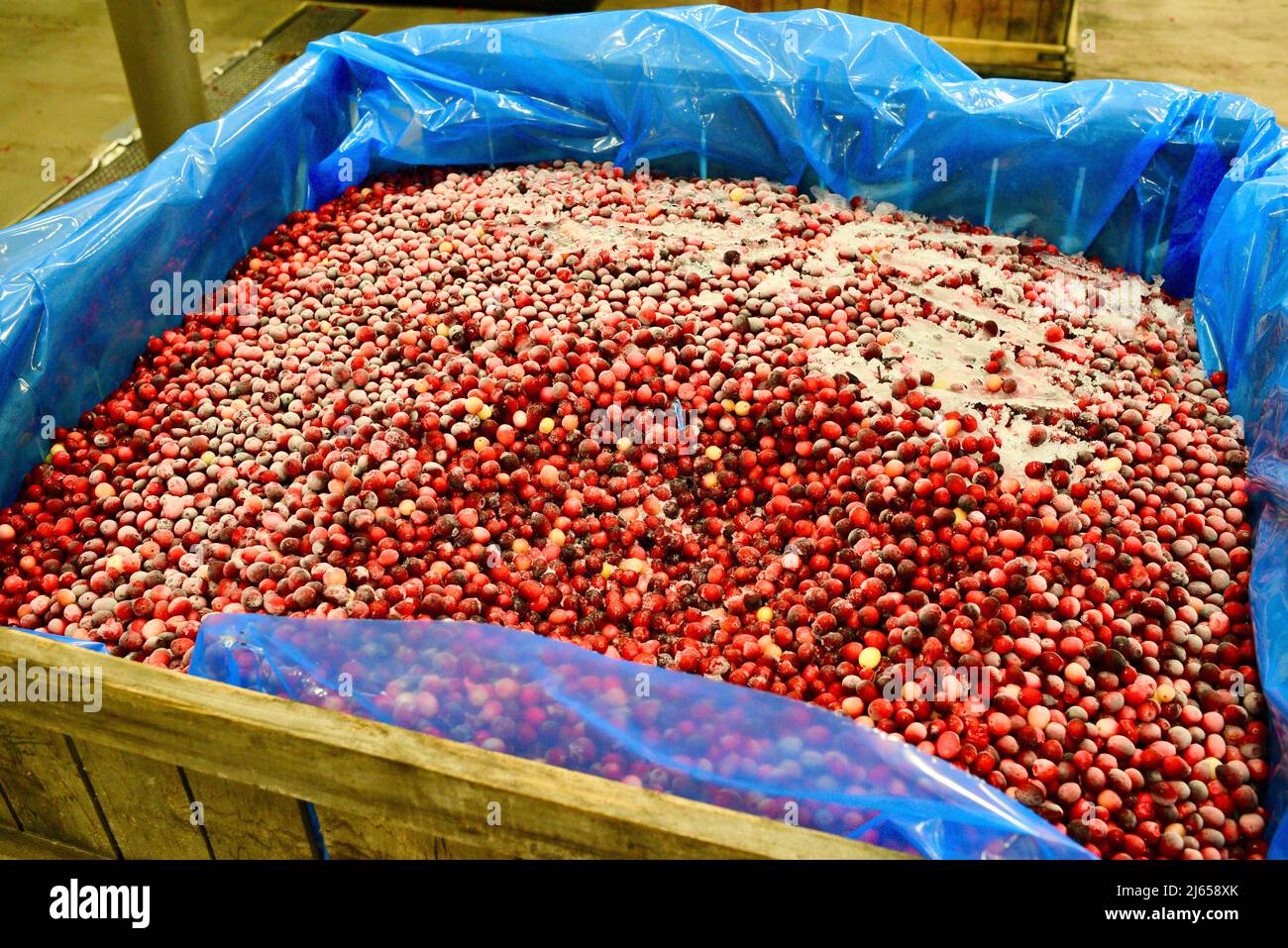 Processing of cranberries at the modern and state-of-the-art Ocean ...