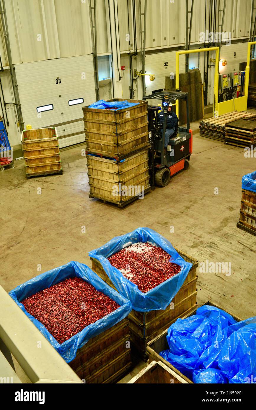 With a forklift, workers moving crates of cranberries at the modern and ...