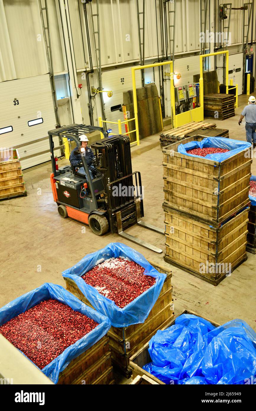 With a forklift, workers moving crates of cranberries at the modern and ...