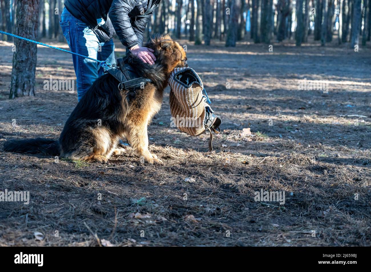 A German Shepherd sits and holds his bite sleeve in his mouth. An adult ...