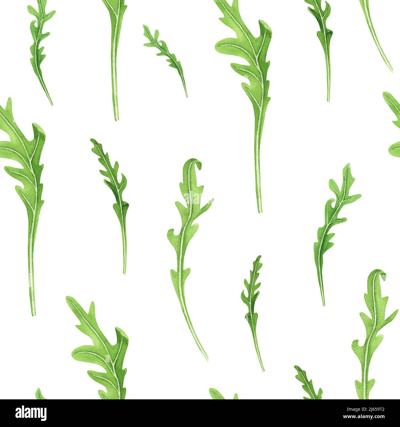 Fresh leaves arugula seamless pattern on white background. Watercolor ...