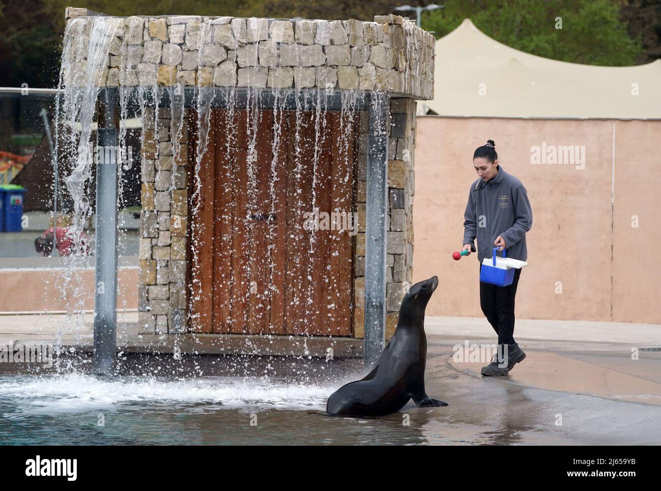 Sea lion keeper Hannah Love with Ineke the sea lion as she alongside ...