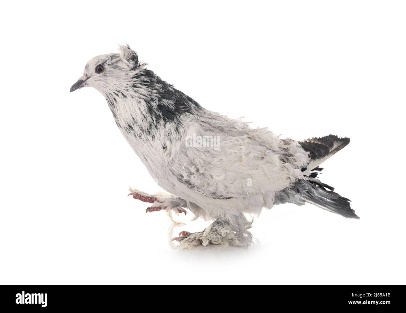Frillback pigeon hi-res stock photography and images - Alamy