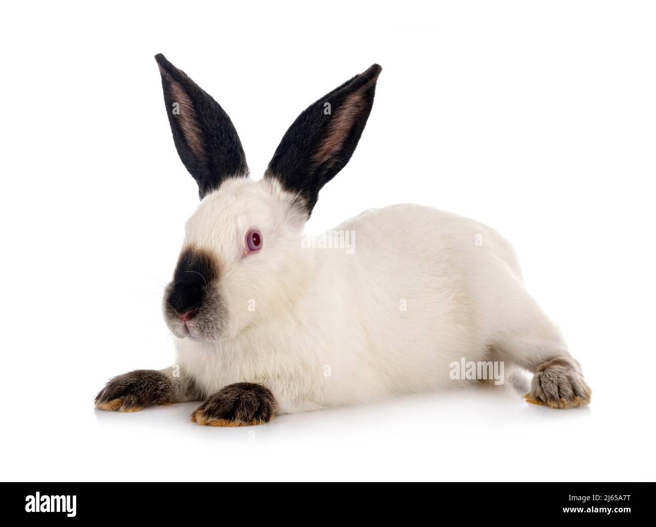 Californian rabbit in front of white background Stock Photo - Alamy