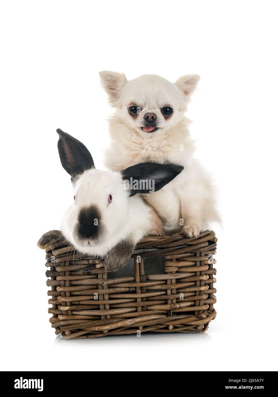 Californian rabbit and chihuahua in front of white background Stock ...