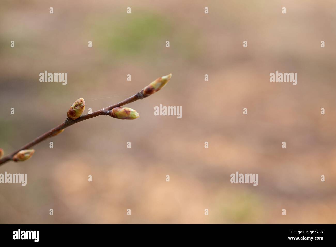 A tree branch with swollen buds close-up. Horizontal format Stock Photo ...