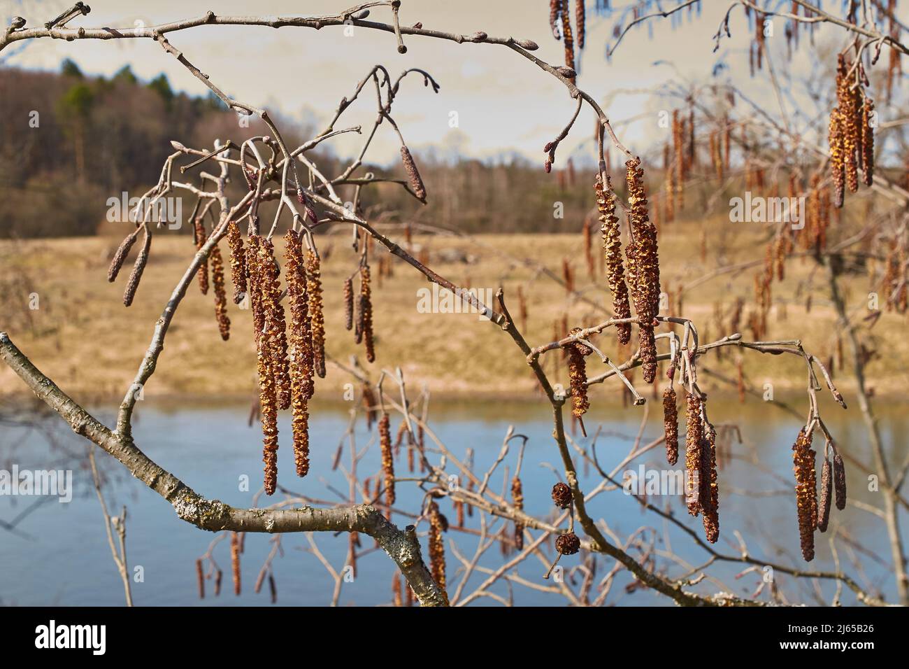 Black alder tree hi-res stock photography and images - Alamy