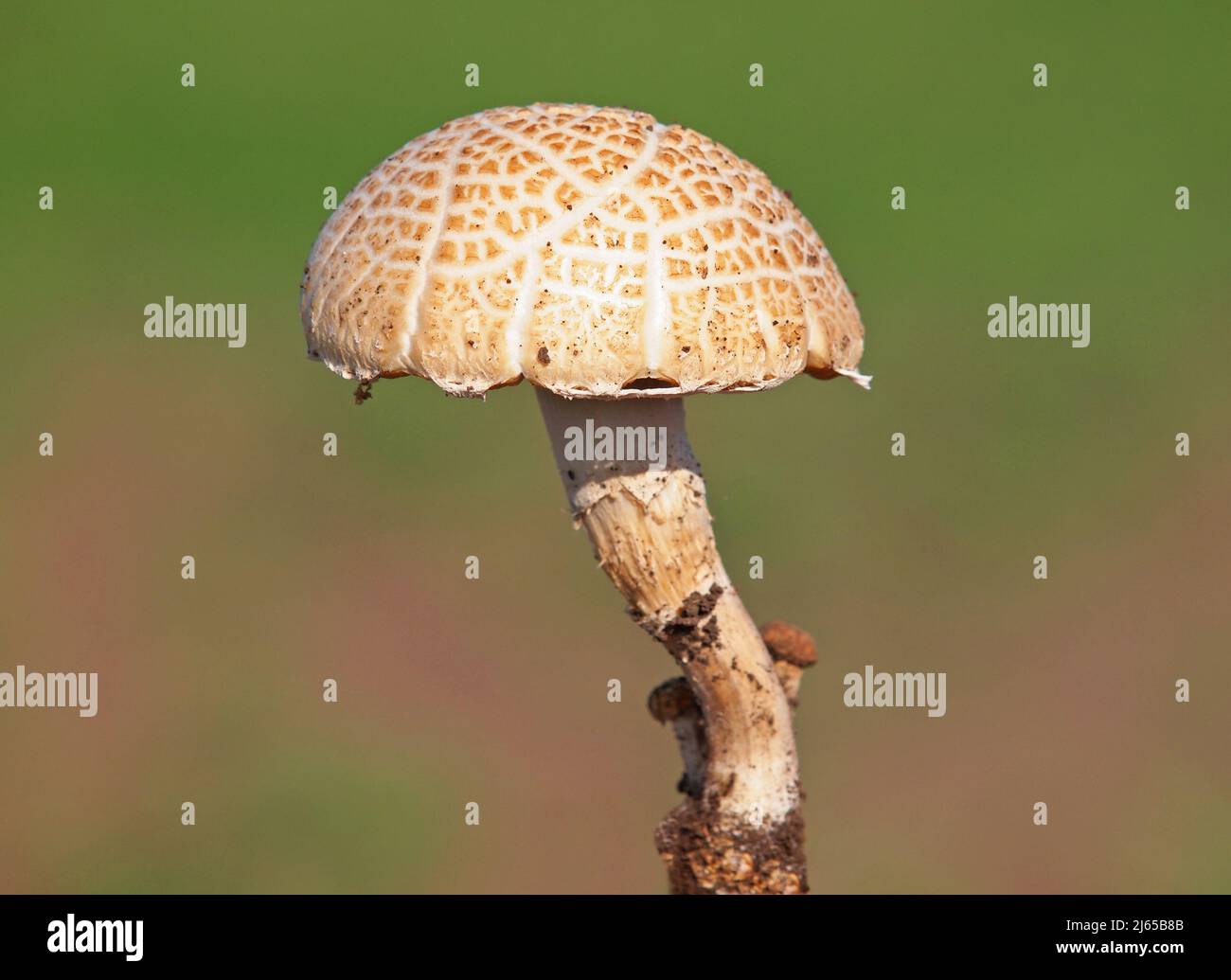 Single field mushroom on the meadow. Agaricus Stock Photo - Alamy