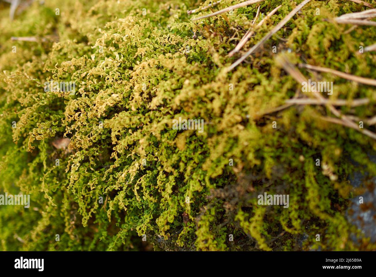 Forest floor carpet covered in green moss Stock Photo - Alamy