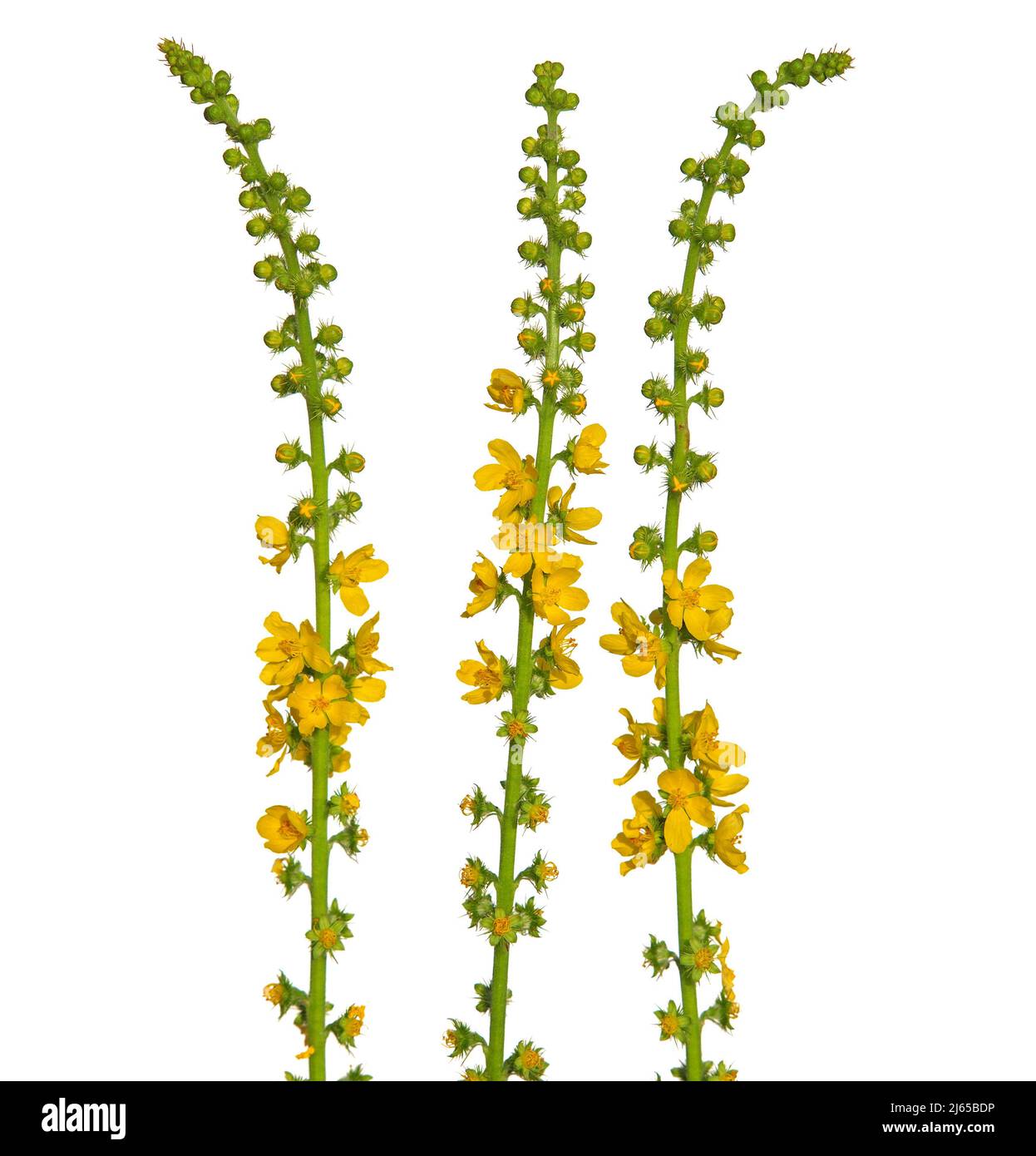 Agrimony isolated hi-res stock photography and images - Alamy