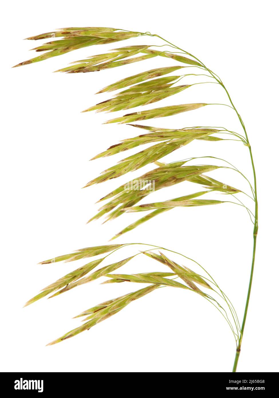 Ear of Brome grass isolated on white background, Bromus grass species ...