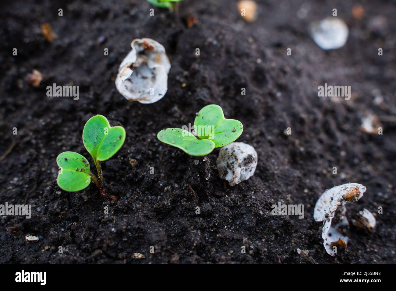 Growing radishes hi-res stock photography and images - Alamy