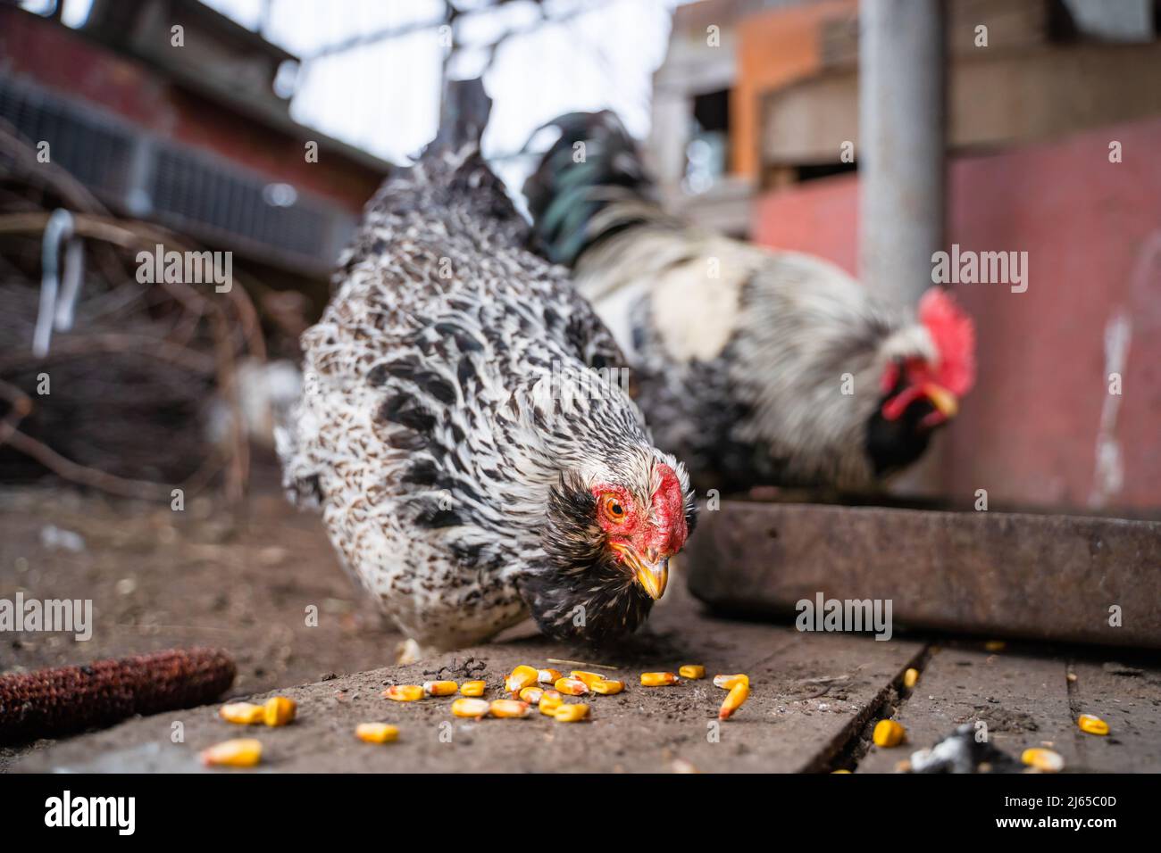 Pygmy chickens hi-res stock photography and images - Alamy