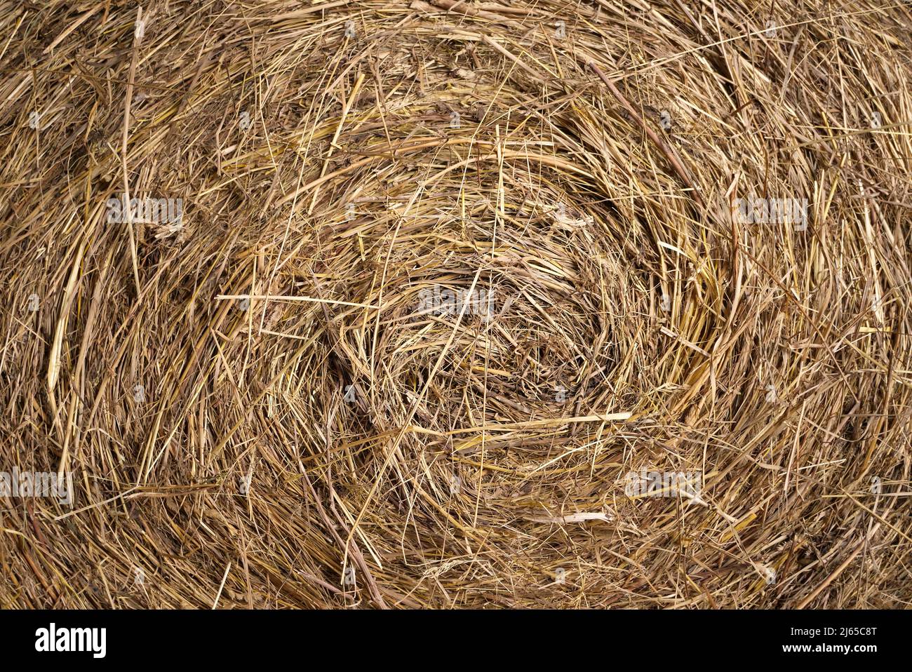 Hay ball texture. Closeup of golden hay roll. Harvesting and ...