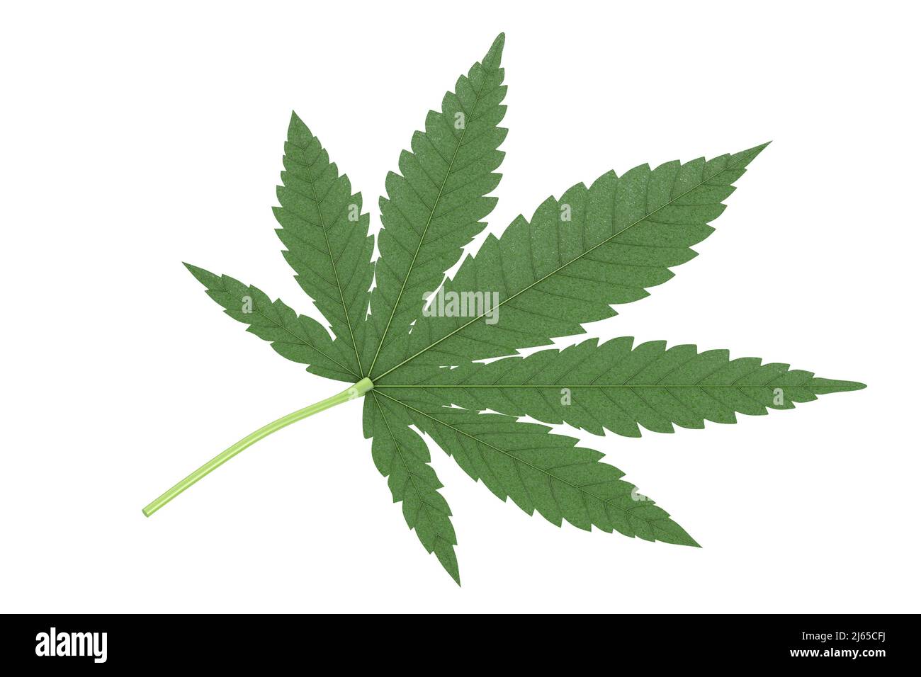Medical Marijuana or Cannabis Hemp Leaf on a white background. 3d ...