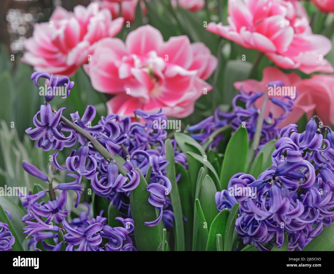 Spring background with hyacinths, traditional easter flowers, flower ...