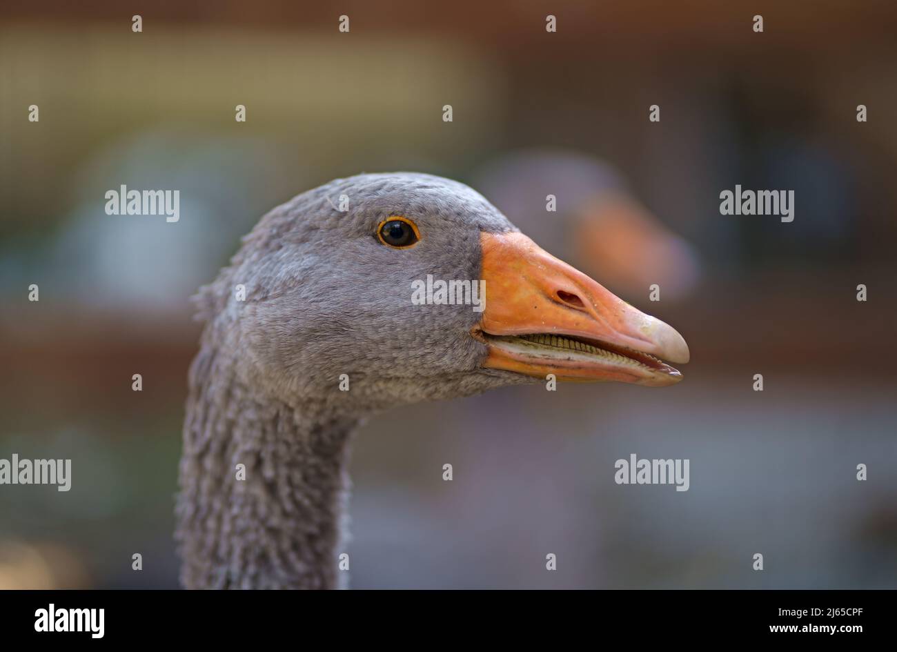 Environmentally friendly farm for growing poultry Goose portrait ...