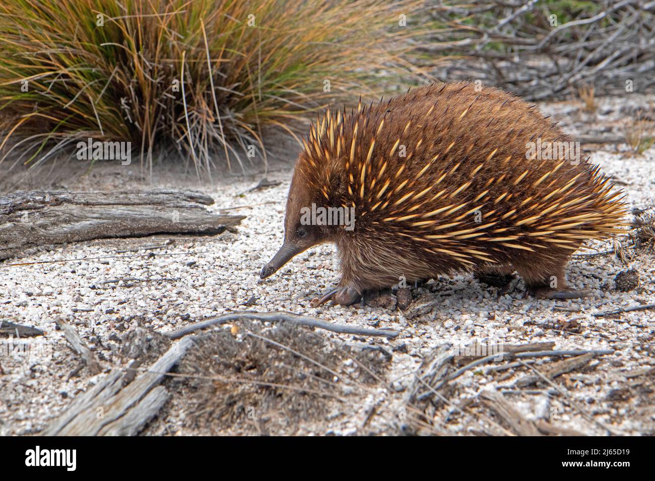 Monotreme flinders hi-res stock photography and images - Alamy