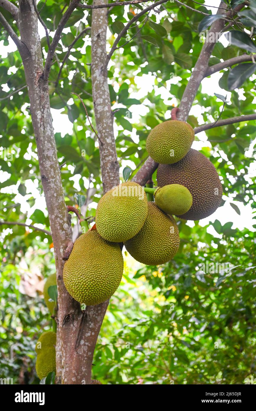 jackfruit on the jackfruit tree tropical fruit summer on nature leaf ...