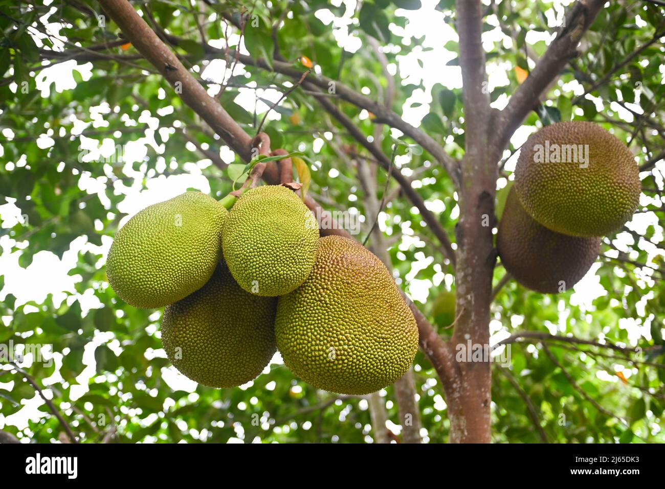 jackfruit on the jackfruit tree tropical fruit summer on nature leaf ...