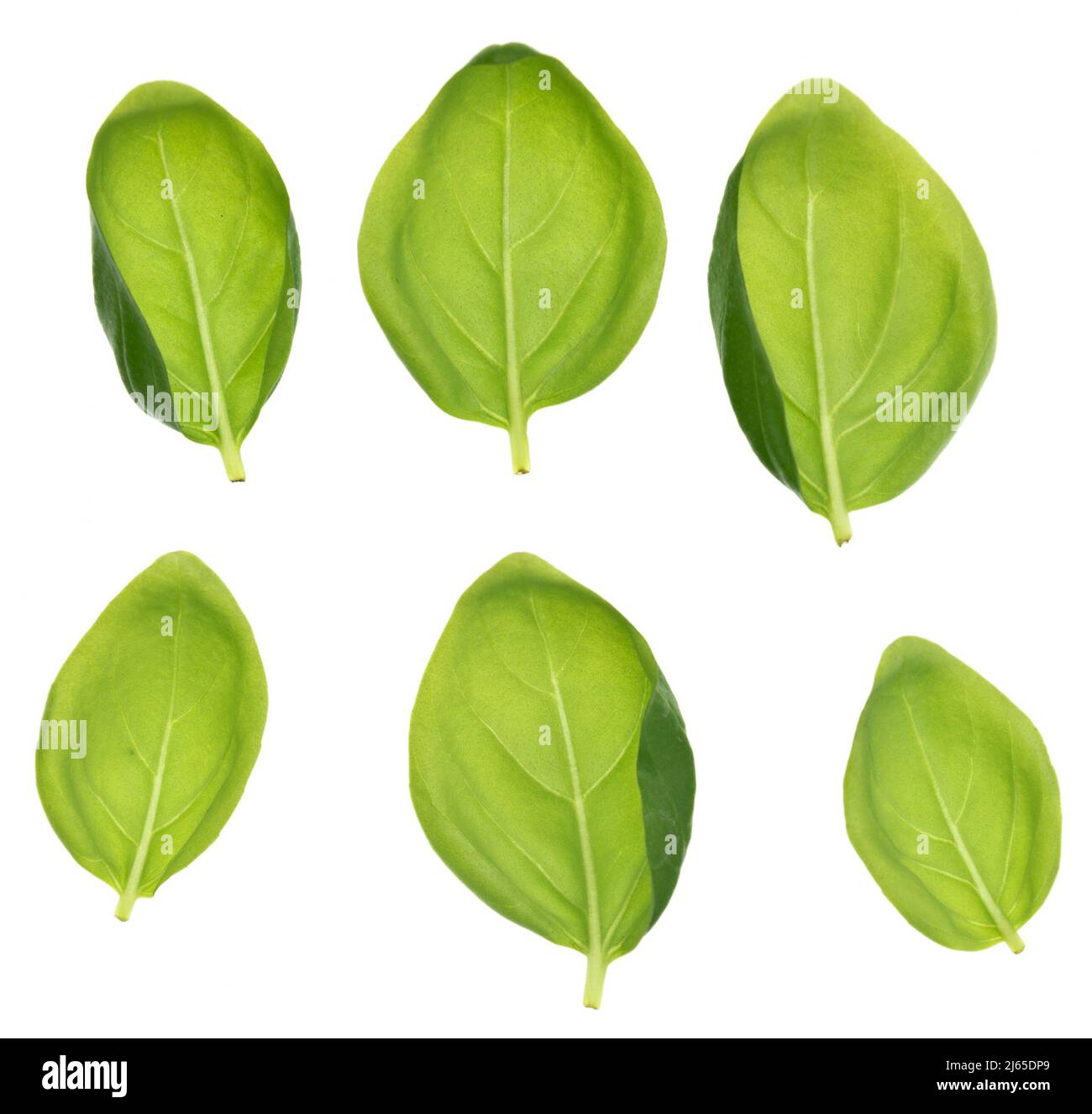 Back view of green leaves isolated on white background Stock Photo - Alamy