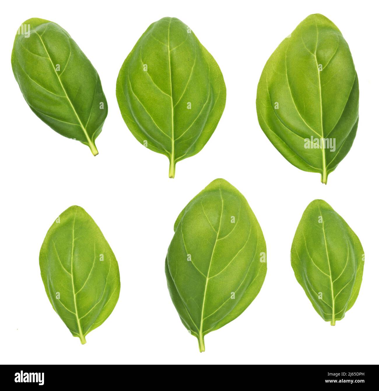 Basil leaves isolated on white background Stock Photo - Alamy