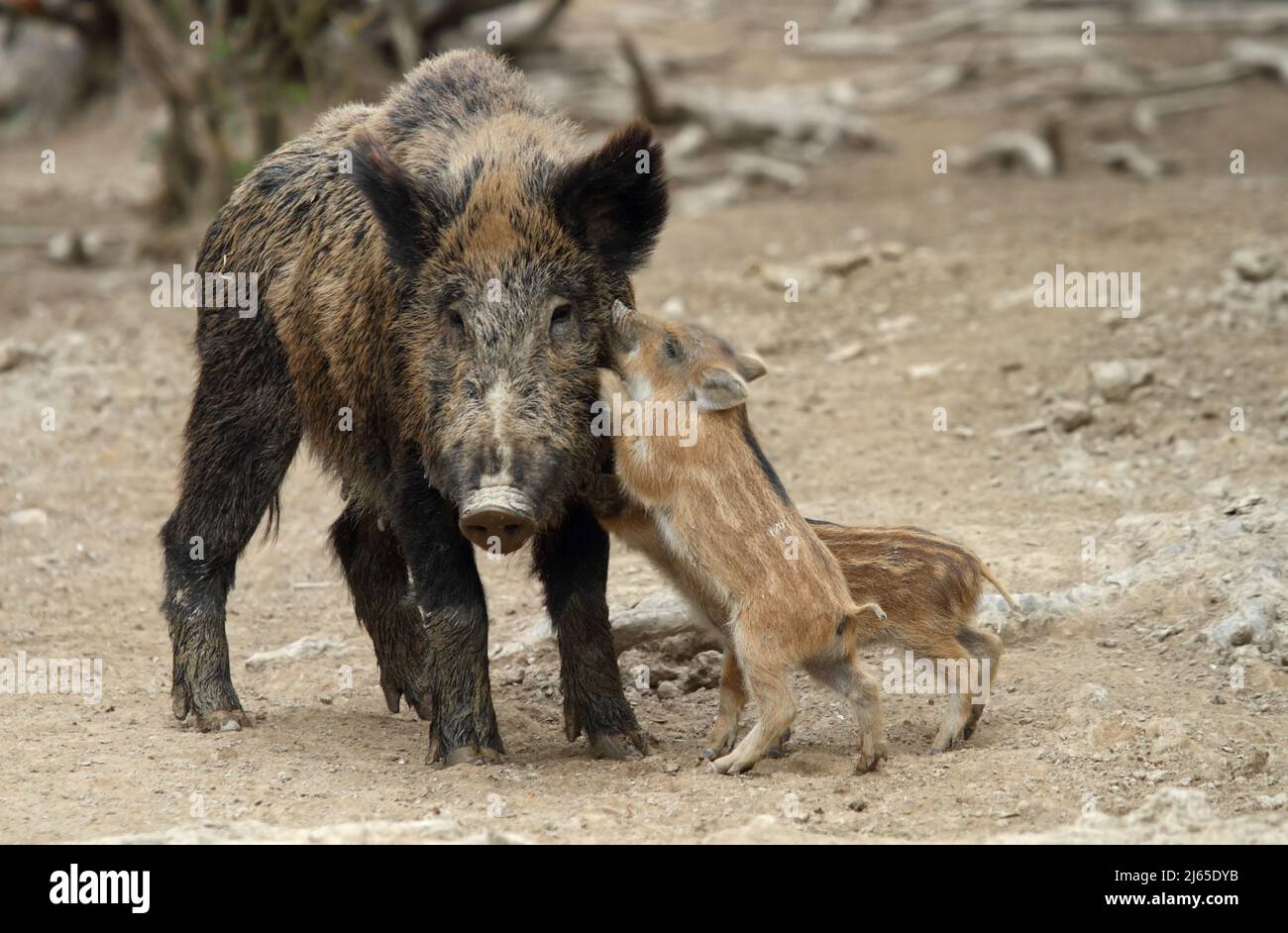 Wild boar ,Sus scrofa, wild sow with young boars Stock Photo - Alamy