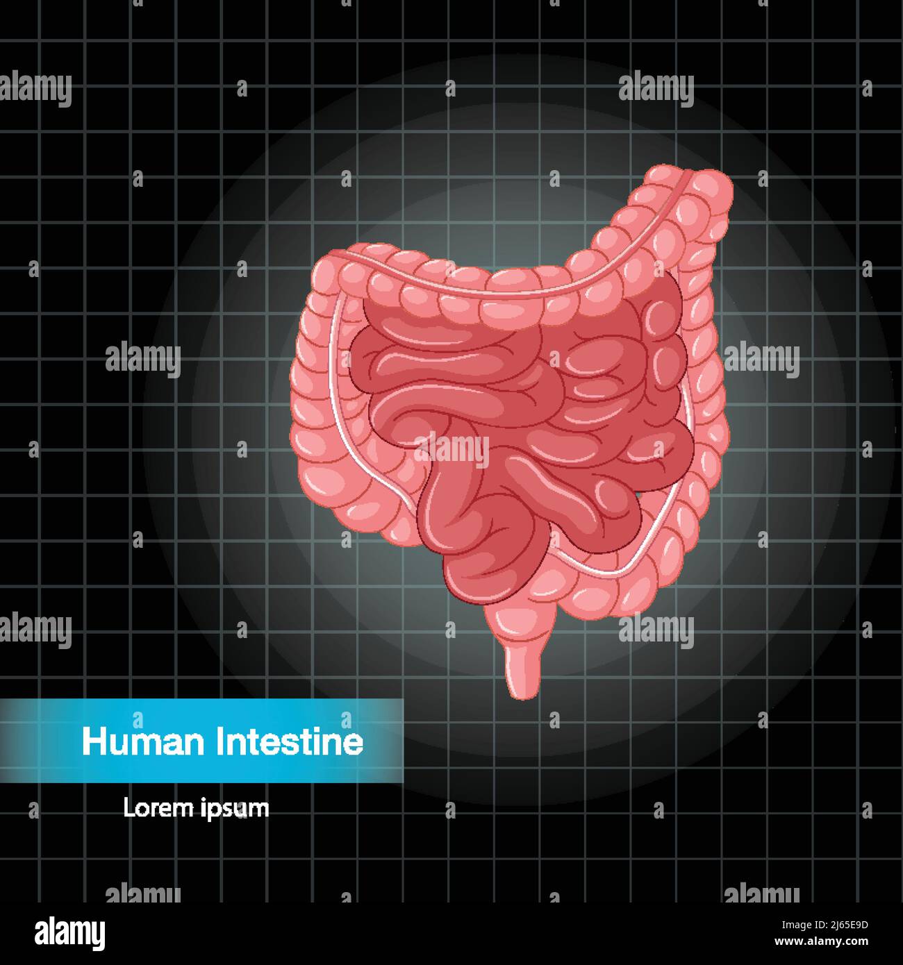 Human internal organ with intestine illustration Stock Vector Image ...