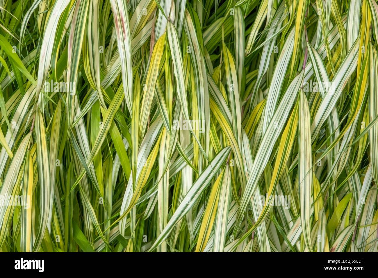 harmonic background of green reed leaves in different directions Stock ...