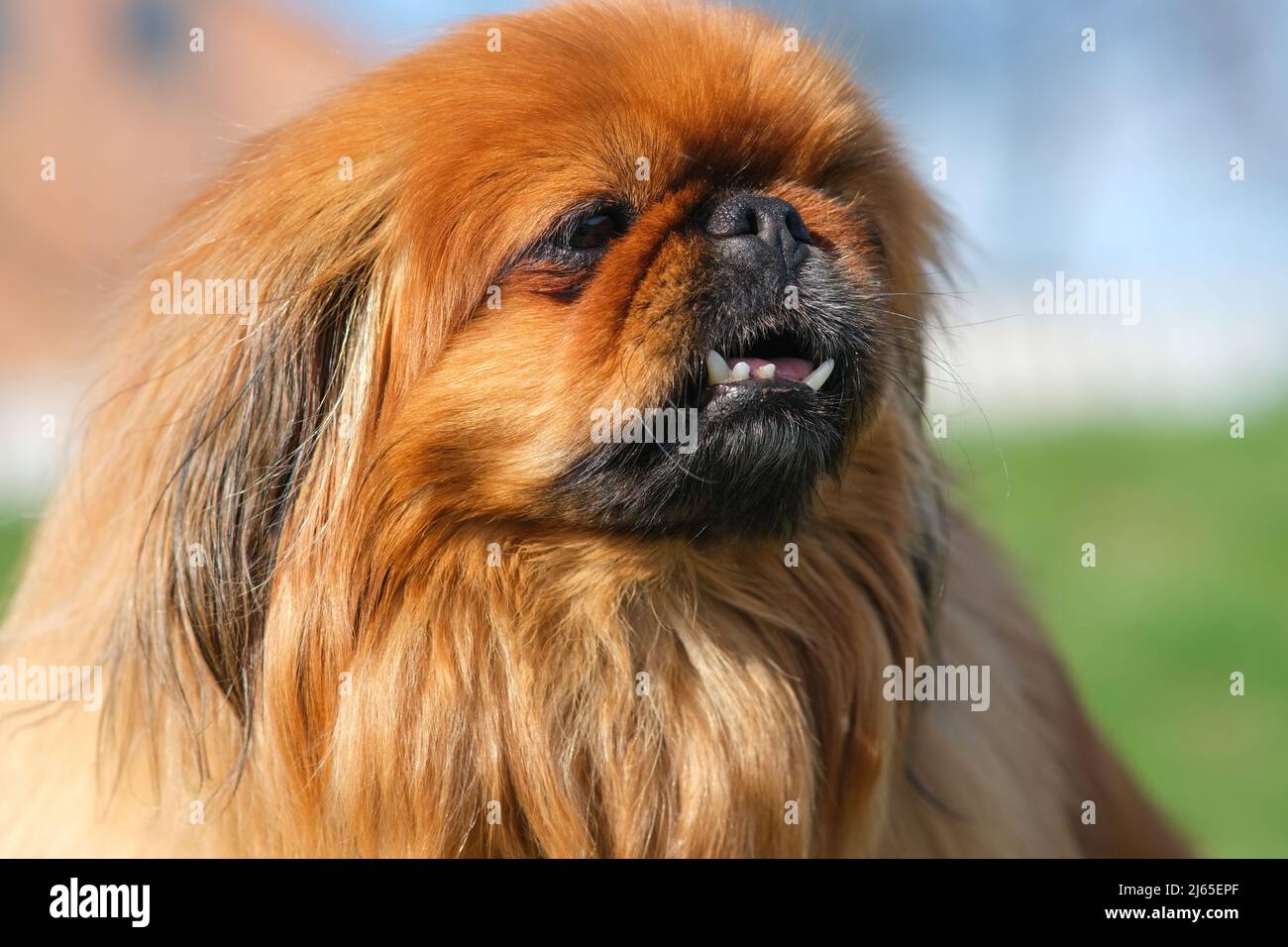 Adorable ginger pekingese puppy hi-res stock photography and images - Alamy