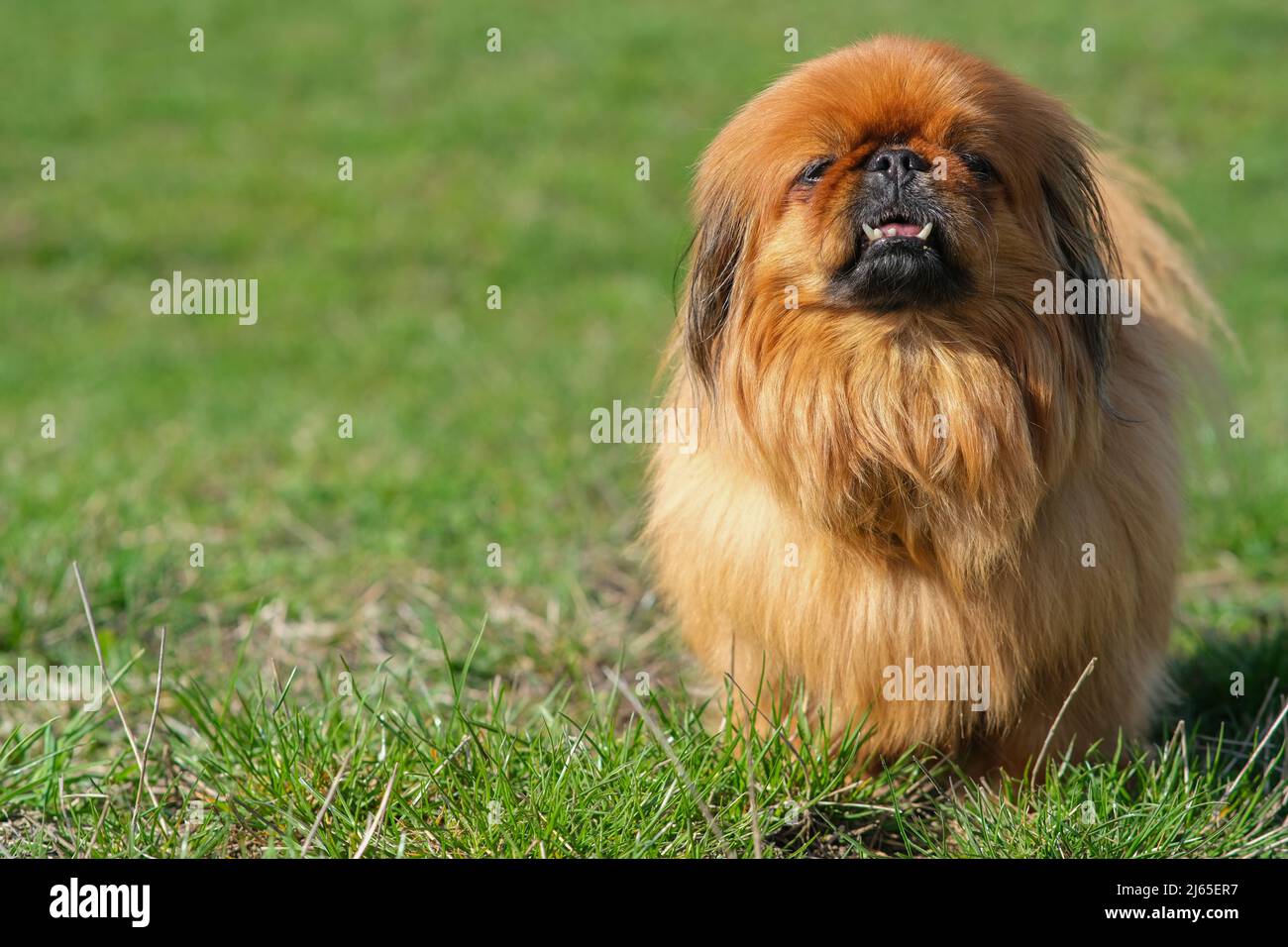 Dog breed Pekingese on a green grass. Shaggy elderly Pekingese red ...
