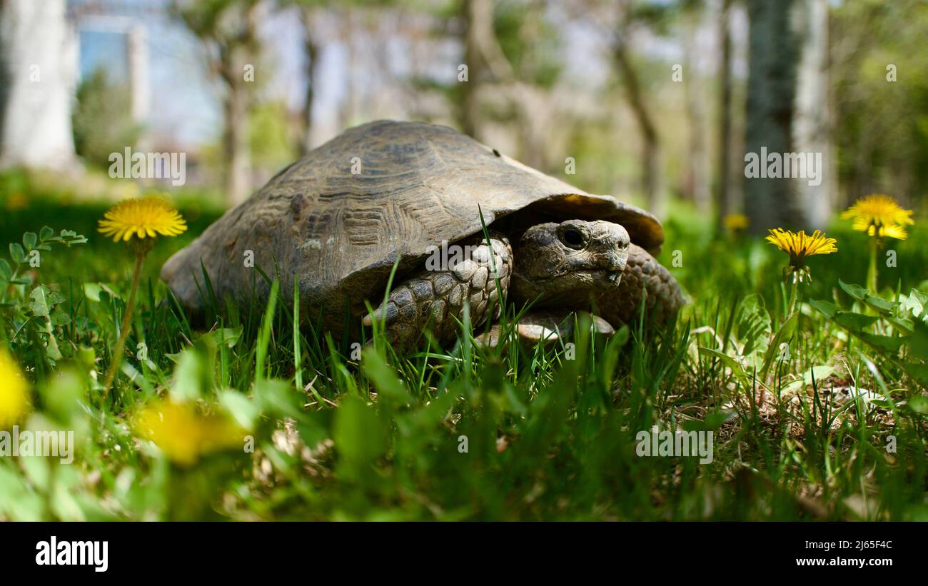 Adult turtle hi-res stock photography and images - Alamy
