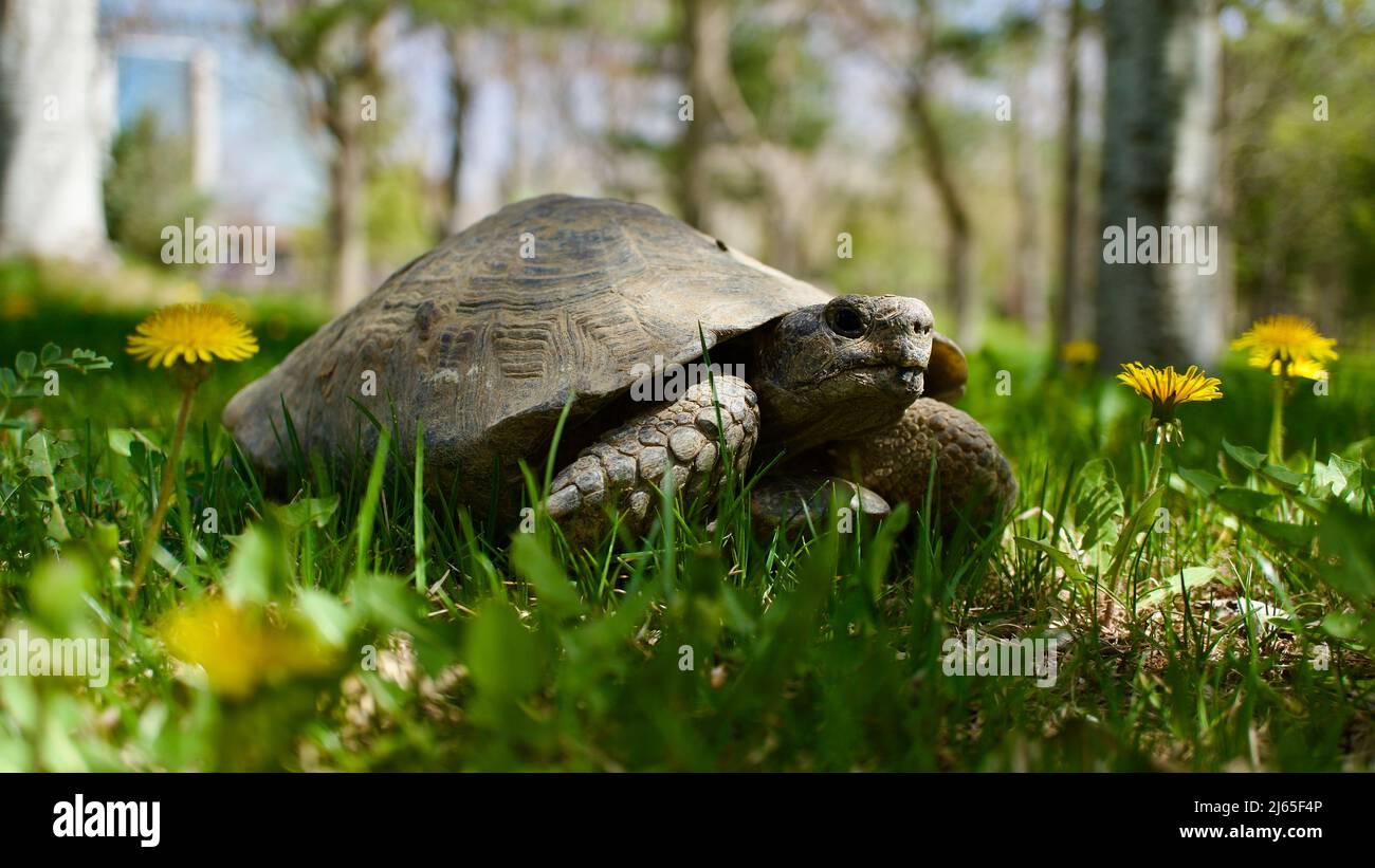 Horned turtle hi-res stock photography and images - Alamy