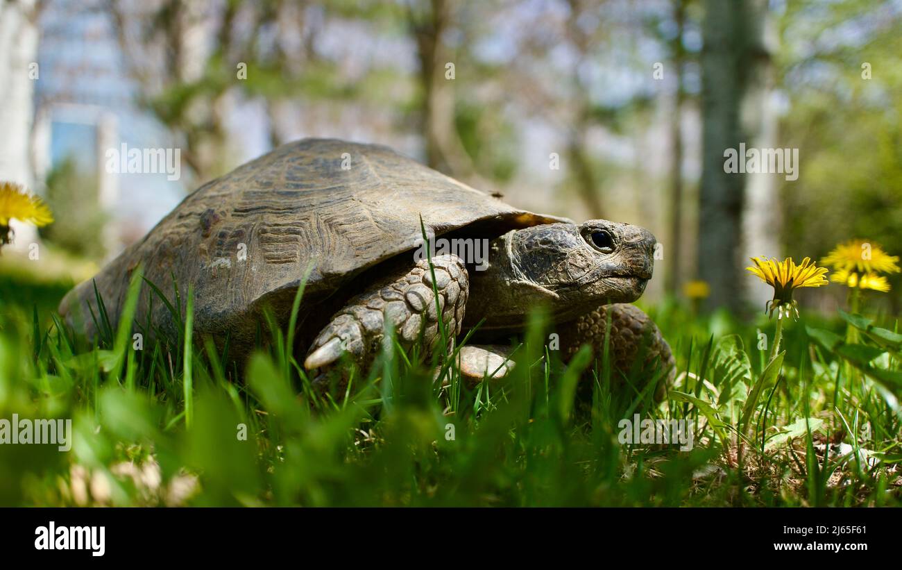 Tortoise in the grass and flowers. Close-up turtle. Adult turtle Stock ...