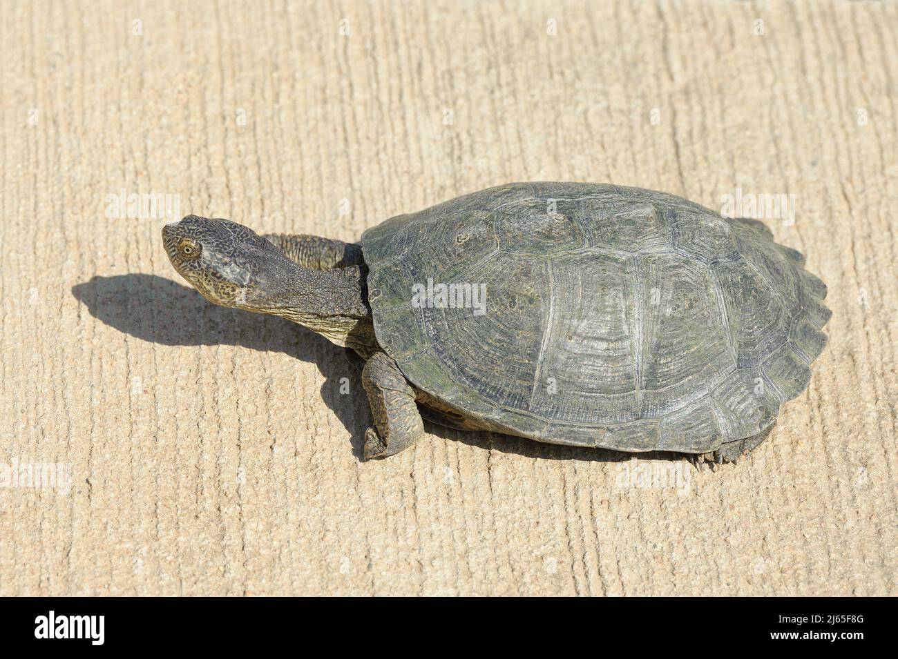 Turtle crossing the road in Kruger National Park Stock Photo - Alamy