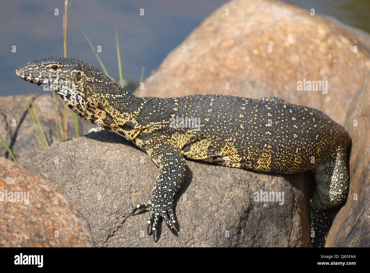 Monitor lizard basking in the sunshine Stock Photo - Alamy