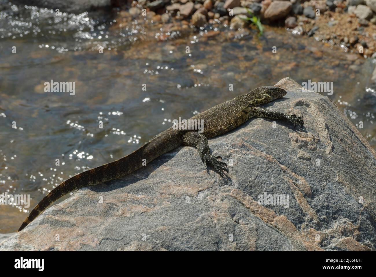 Monitor lizard basking in the sunshine Stock Photo - Alamy