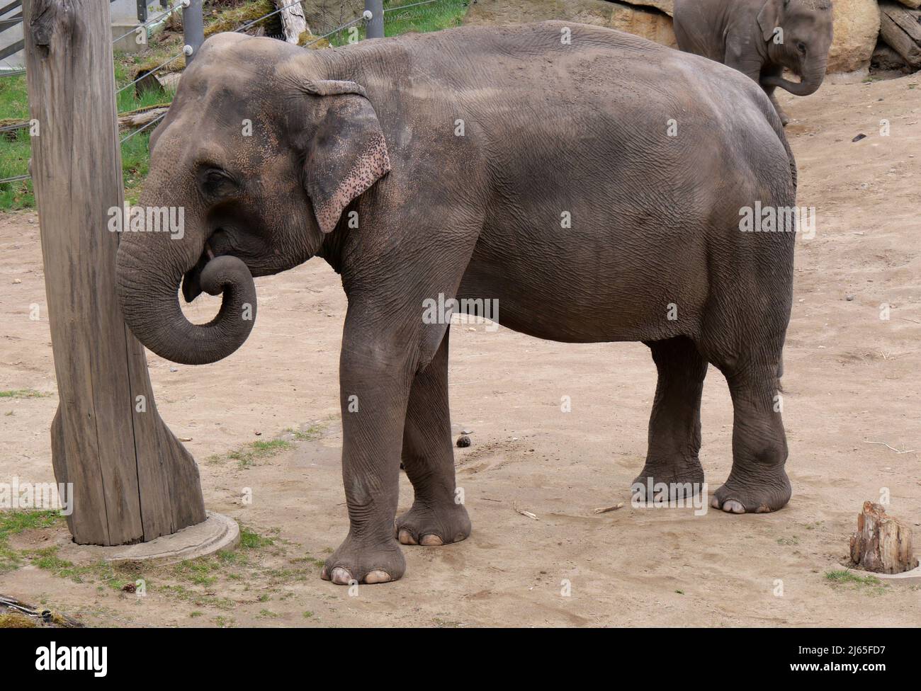 Strong elephant hi-res stock photography and images - Alamy