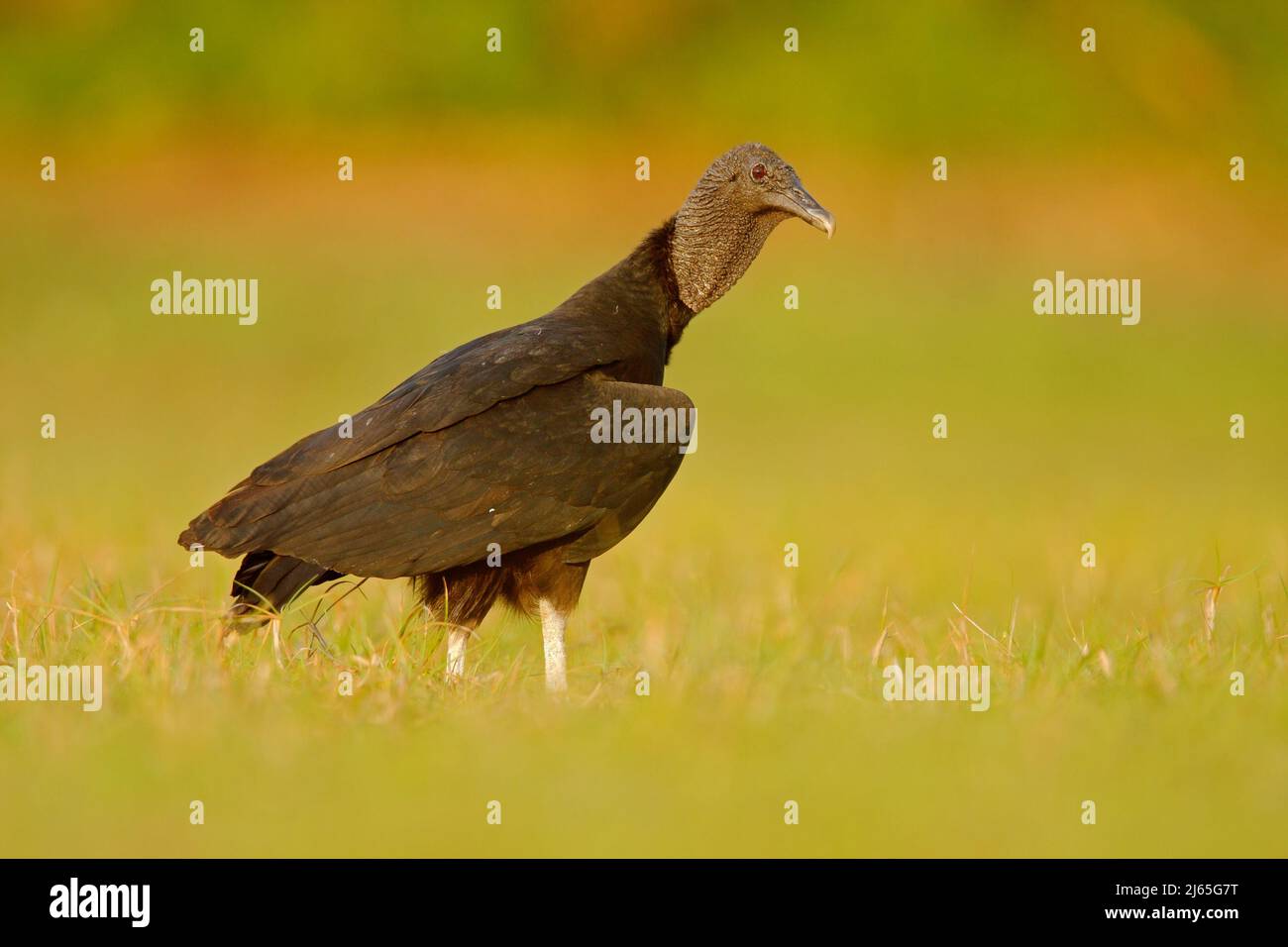 Ugly black bird Black Vulture, Coragyps atratus, sitting in the green ...