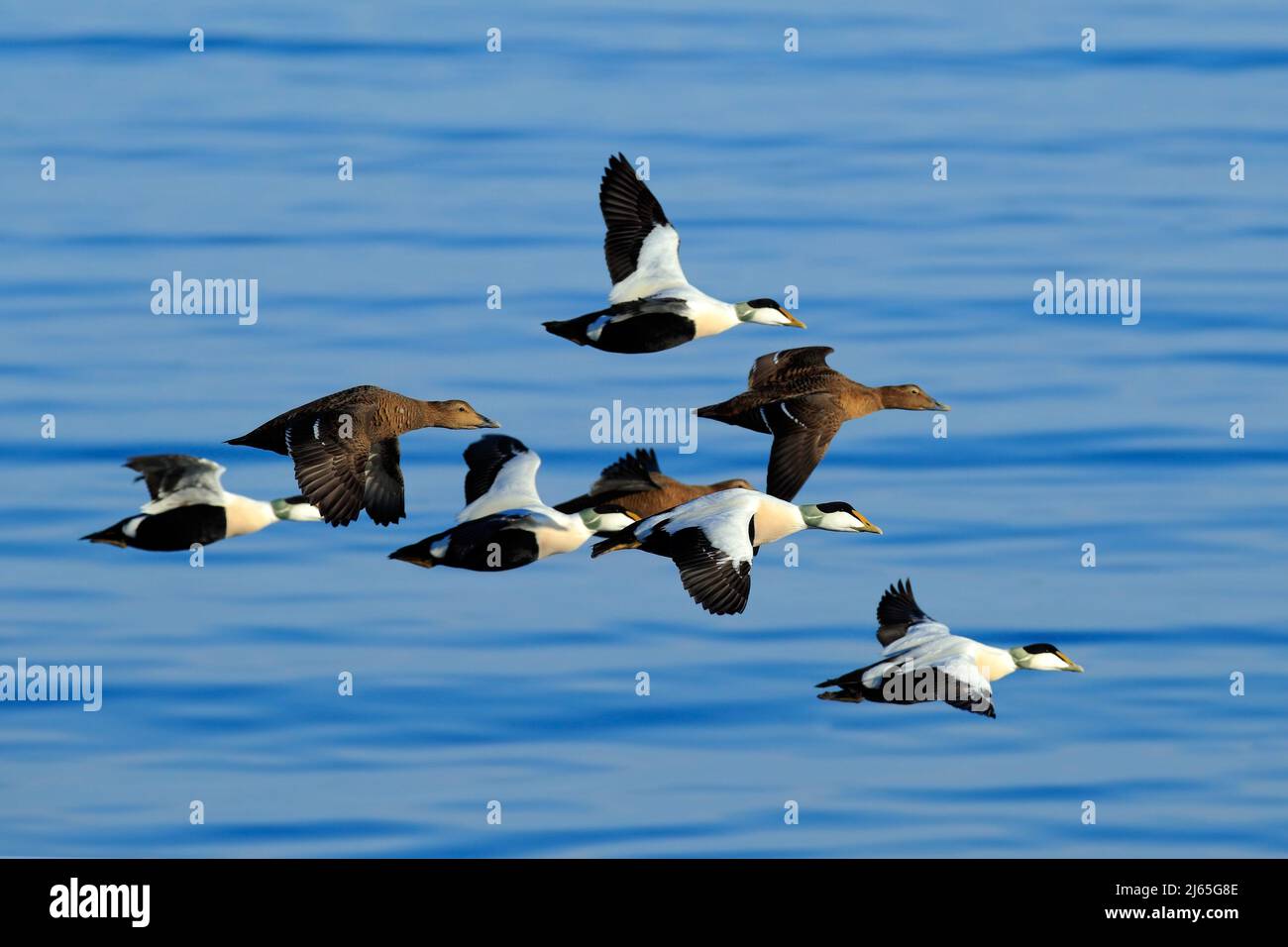 Eiders, Somateria mollissima, flock of beautiful sea birds flying above ...