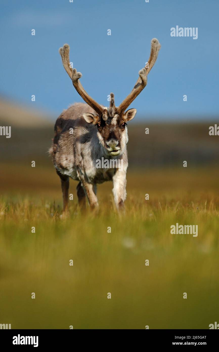 Reindeer, Rangifer tarandus, with massive antlers in the green grass ...